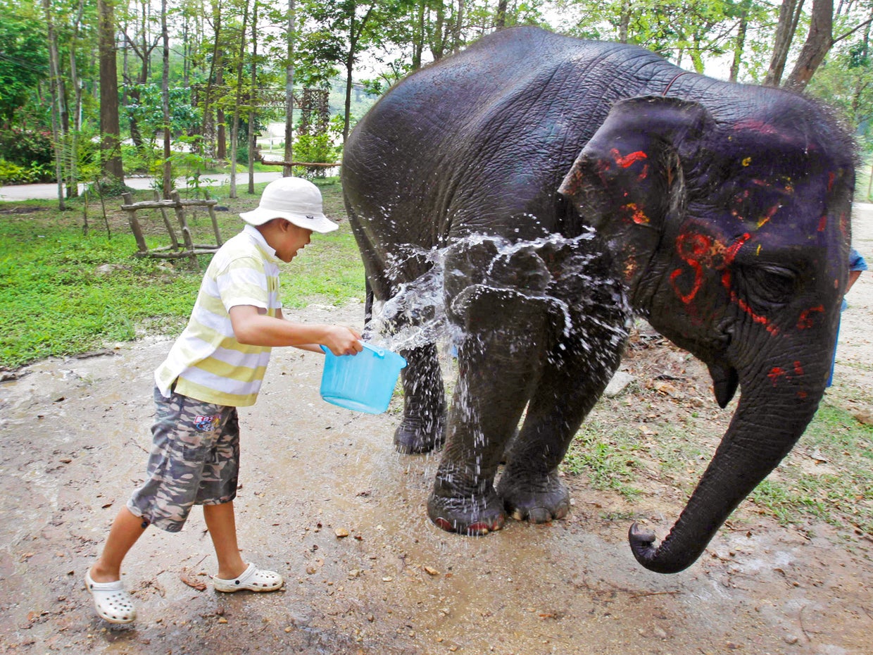 Elephants vs. autism in Thailand