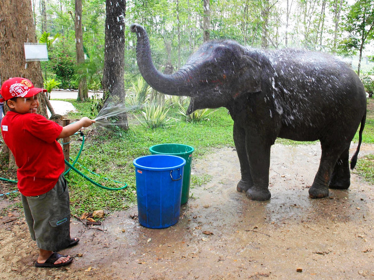 Therapy animals: Doggie docs, horse helpers, and more