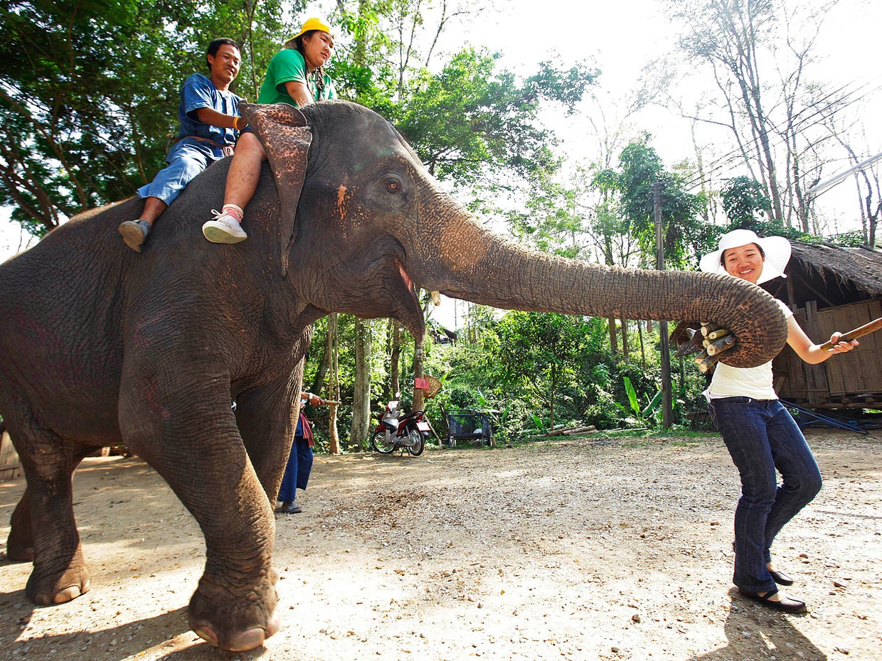 Elephants vs. autism in Thailand