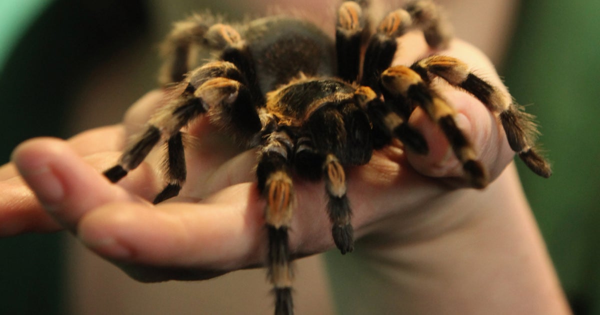 Man gets 6-month sentence for spider smuggling - CBS News