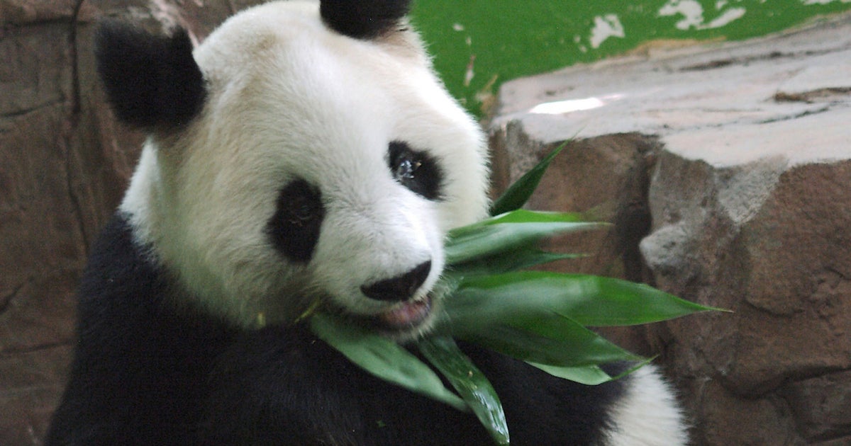 Revealed: Why giant pandas can stomach bamboo - CBS News