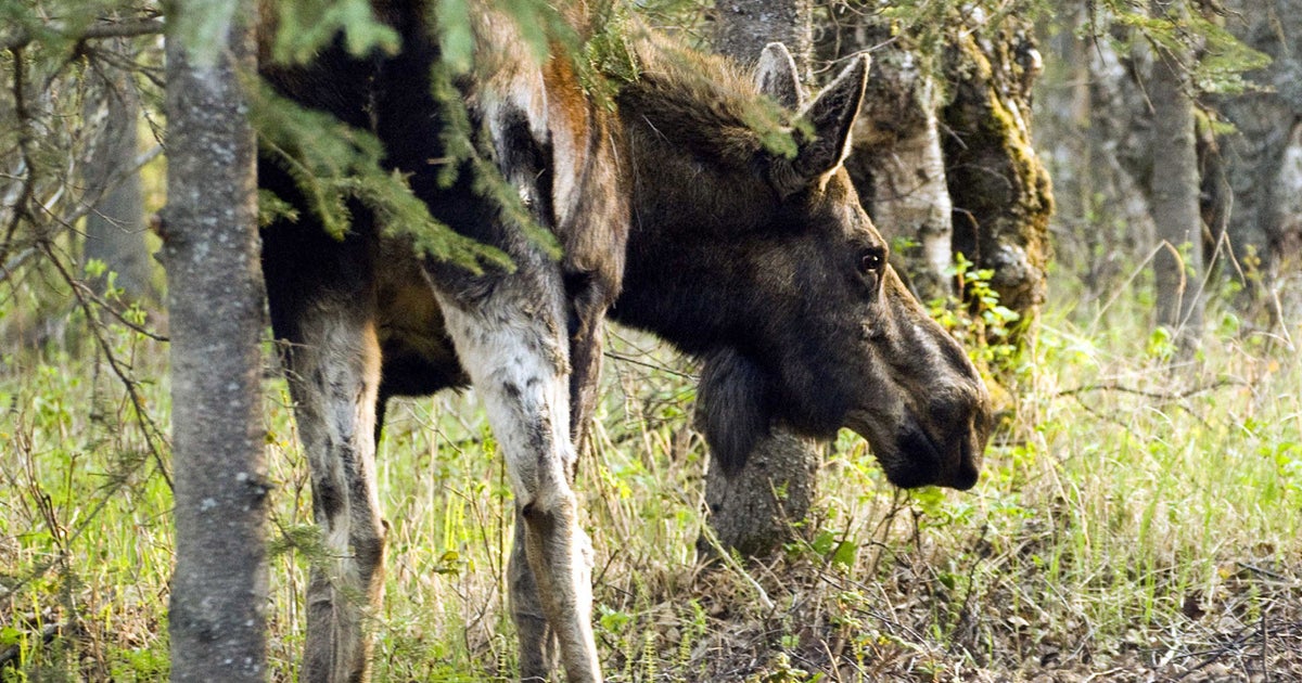 Caution warned after Alaska moose attacks - CBS News