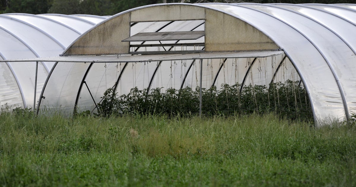 E. coli outbreak blamed on German veggie sprouts - CBS News