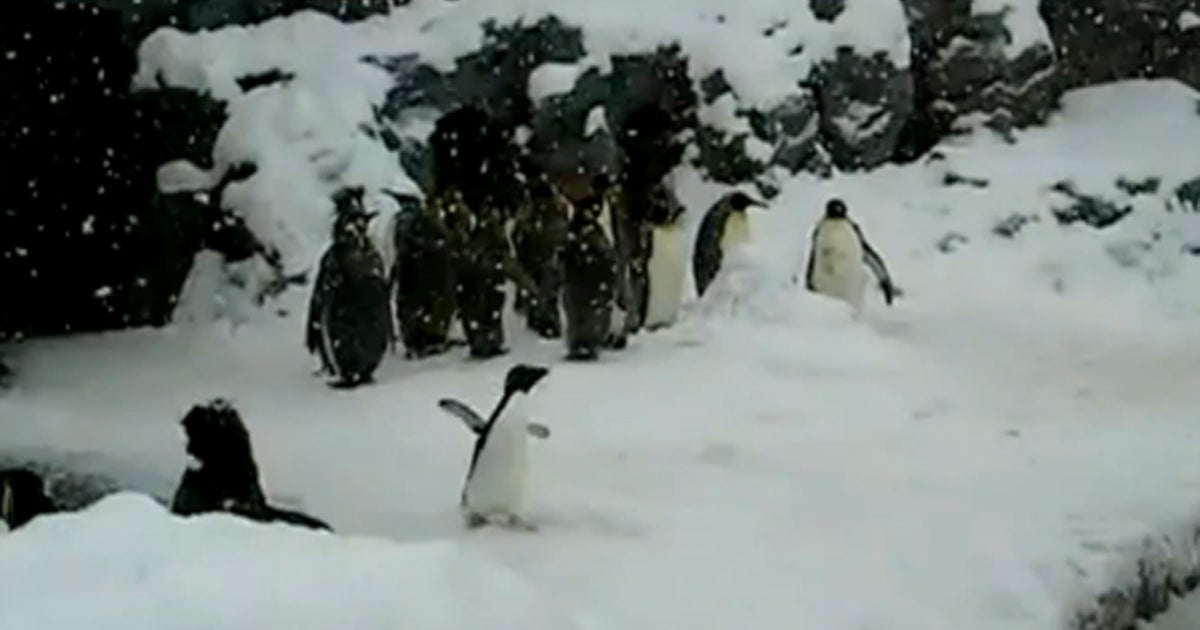 Happy penguin jumping (and dubstepping) - CBS News