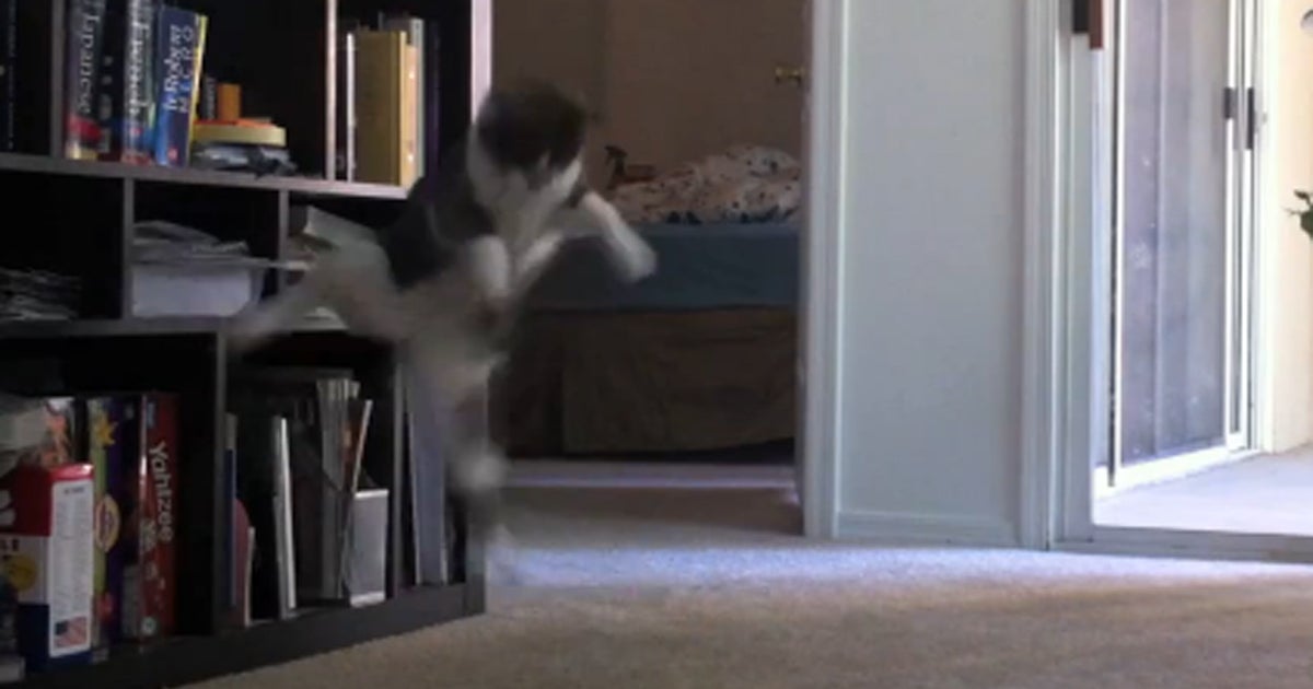 Cautious cat meets musical mouse (with dancing) - CBS News