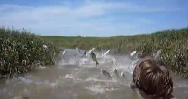 When Carp attack! - CBS News