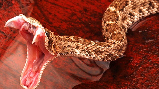 Snakes used to have arms and legs – until these mutations - CBS News