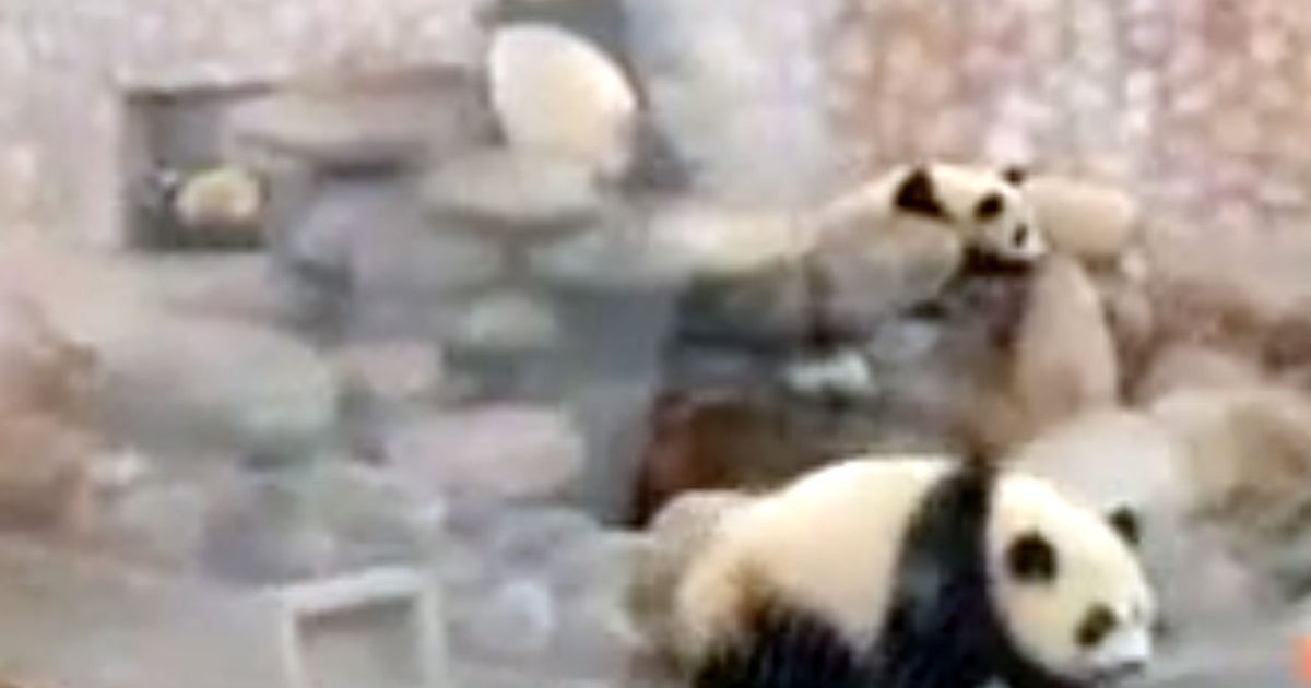 Crafty pandas mount a daring escape - CBS News