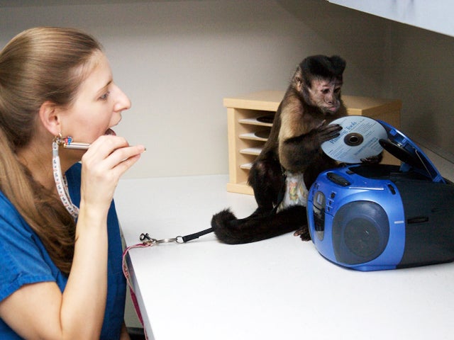 Therapy animals: Doggie docs, horse helpers, and more