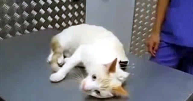 How to deactivate a cat - CBS News