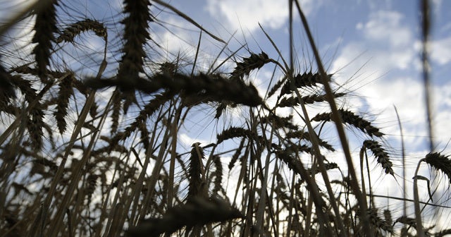 Modern wheat a "perfect, chronic poison," doctor says - CBS News