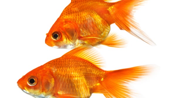 New Zealand's goldfish tale of survival - CBS News