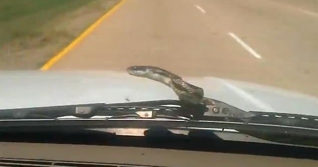 Snake on a car is real and terrifying - CBS News