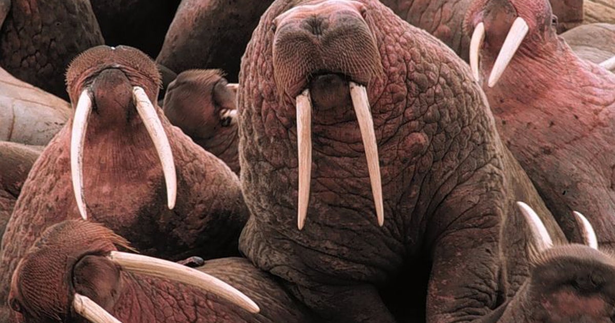 Arctic ice melt causing walrus stampedes - CBS News