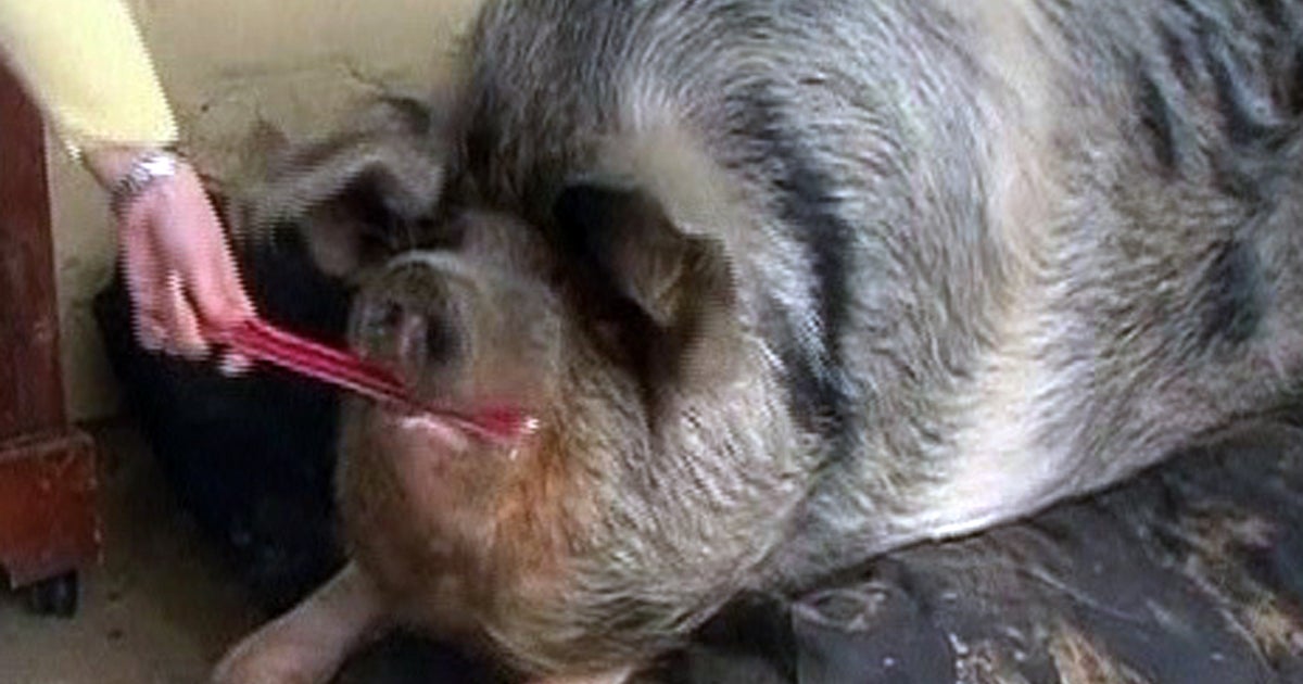 Obese pig sneaks midnight snacks - CBS News