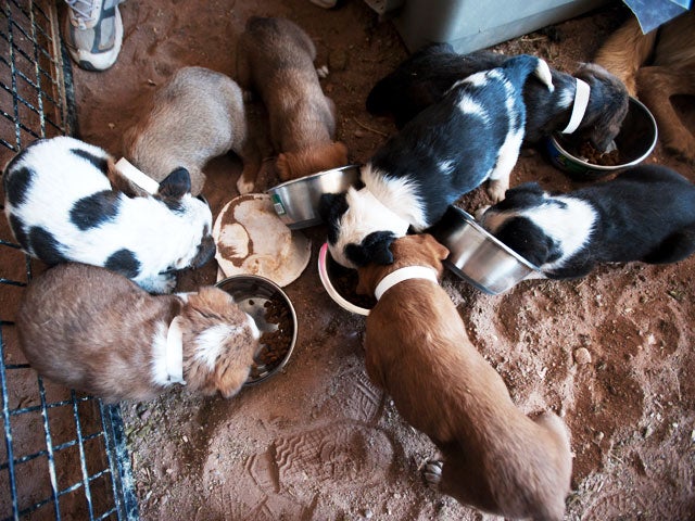 Pet hoarding horrors: 27 photos spotlight cruel disorder