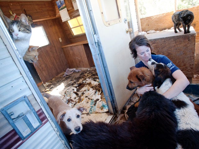 Pet hoarding horrors: 27 photos spotlight cruel disorder