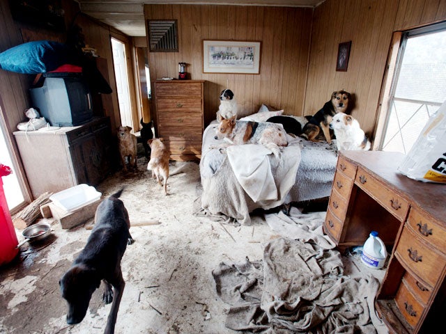 Pet hoarding horrors: 27 photos spotlight cruel disorder