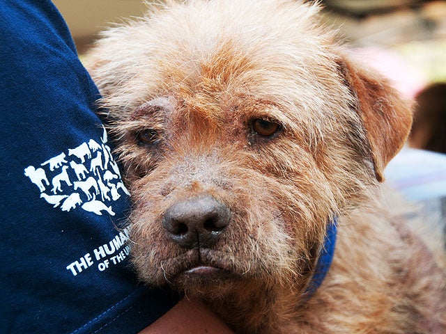 Pet hoarding horrors: 27 photos spotlight cruel disorder