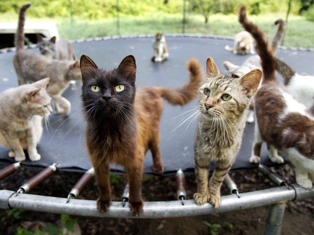 Pet hoarding horrors: 27 photos spotlight cruel disorder