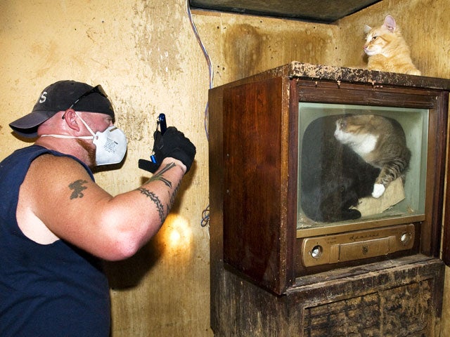 Pet hoarding horrors: 27 photos spotlight cruel disorder