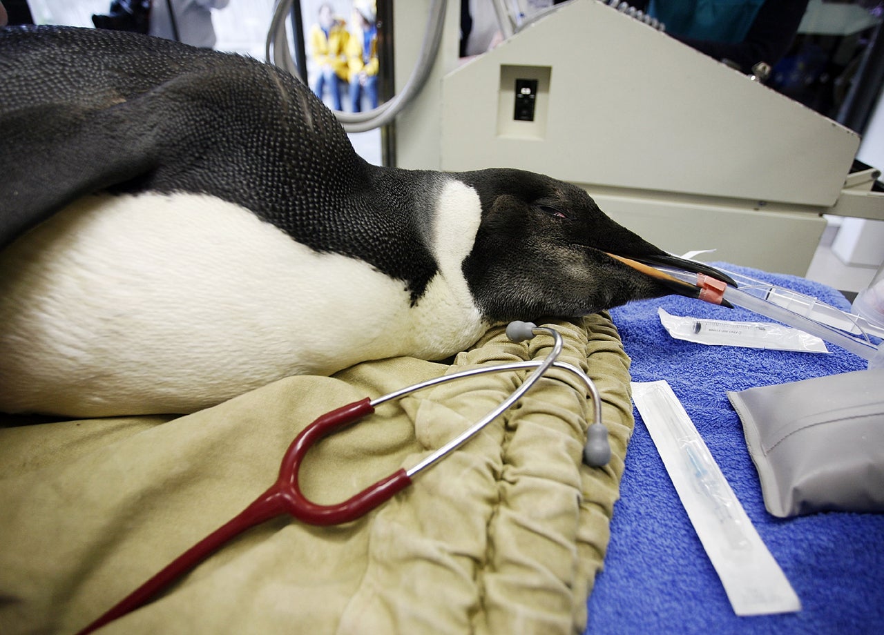 Foot Penguin 706 Penguin Feet Stock Photos, High Res Pictures, And
