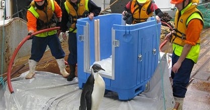 "Happy Feet" the penguin released into wild - CBS News