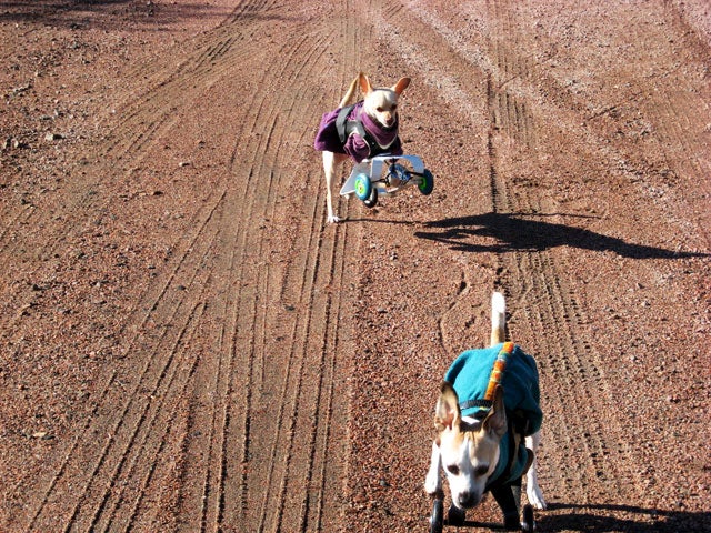 Paralyzed pets rock their wheels: 30 awesome animals