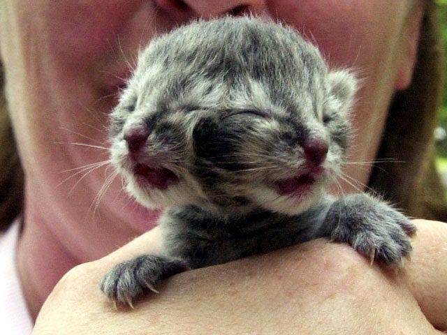 Two-faced cat turns 12: Meet Frank and Louie