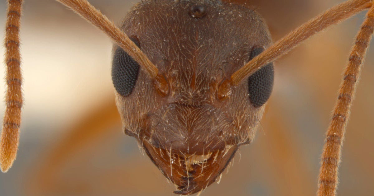 Crazy, hairy, biting ants sweep the South - CBS News