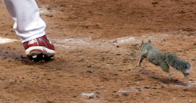 Did a squirrel jinx the Phillies in Game 4? - CBS News