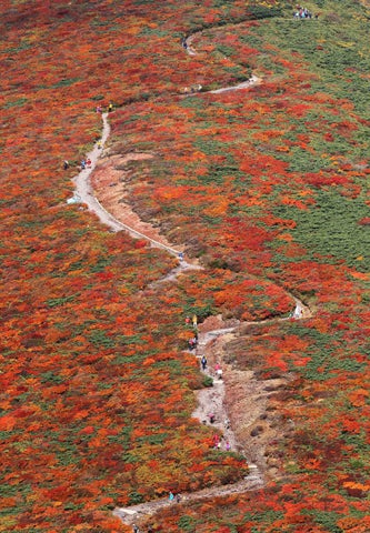 2011 fall foliage arrives