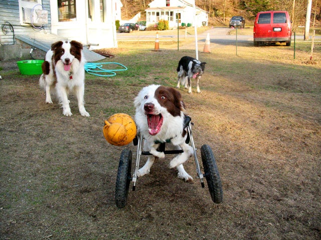 Paralyzed pets rock their wheels: 30 awesome animals