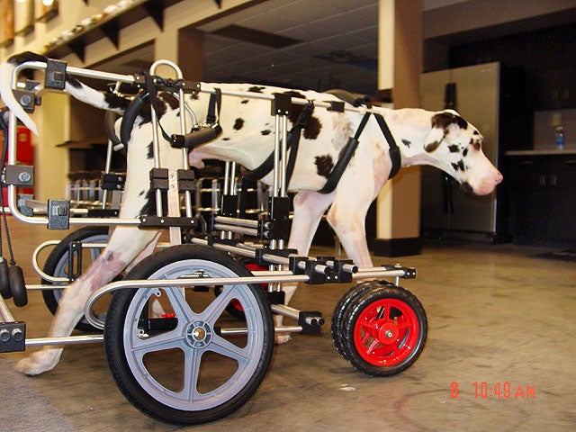 Paralyzed pets rock their wheels: 30 awesome animals