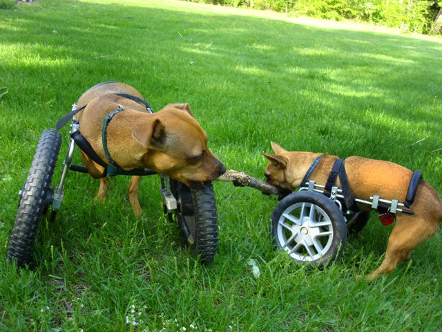 Paralyzed pets rock their wheels: 30 awesome animals