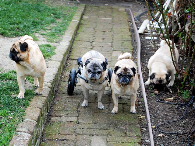Paralyzed pets rock their wheels: 30 awesome animals