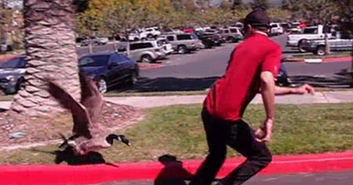 Truly epic goose attack video in slow-motion and with dramatic music ...