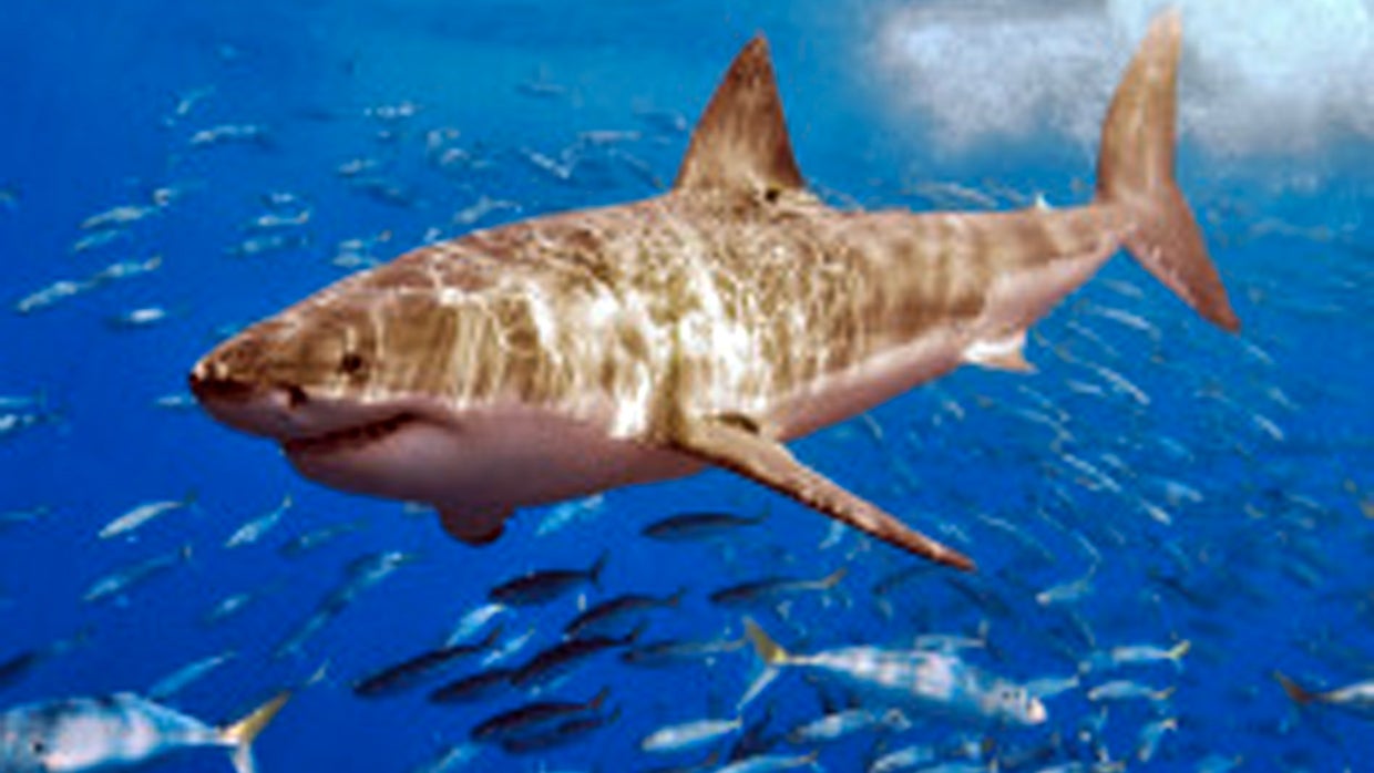 Australia shark attacks surfer Alejandro Travaglini, mauls legs in ...