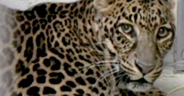 Spotted leopard from Ohio farm euthanized at zoo - CBS News
