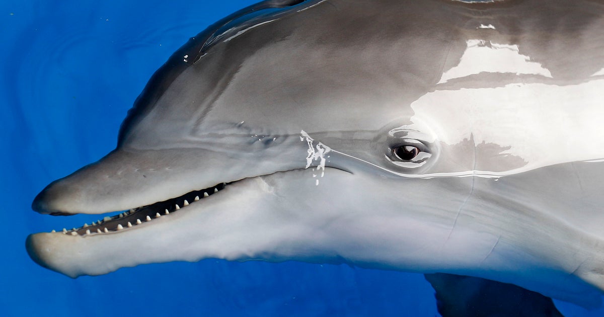 Study finds BP oil spill may have contributed to dolphin deaths - CBS News