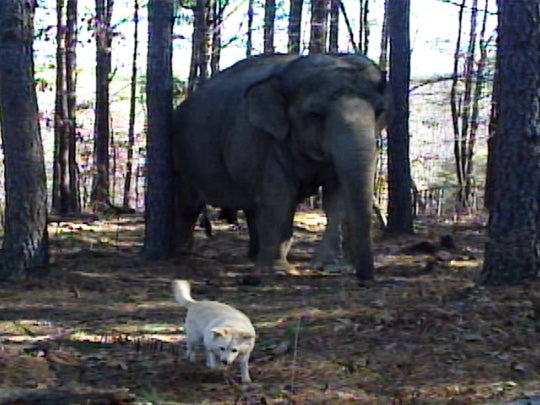 Unlikely friendship of elephant and dog