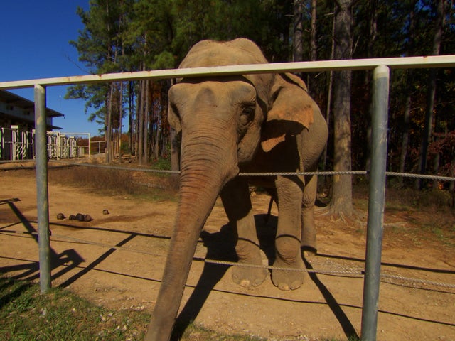Unlikely friendship of elephant and dog