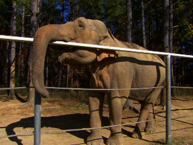 Unlikely friendship of elephant and dog