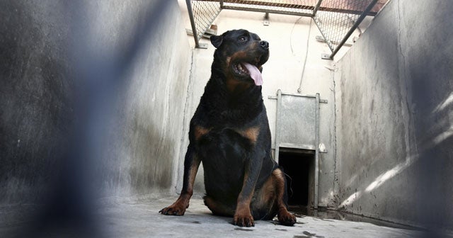 Rottweiler kills owner just hours after being adopted in Tennessee ...