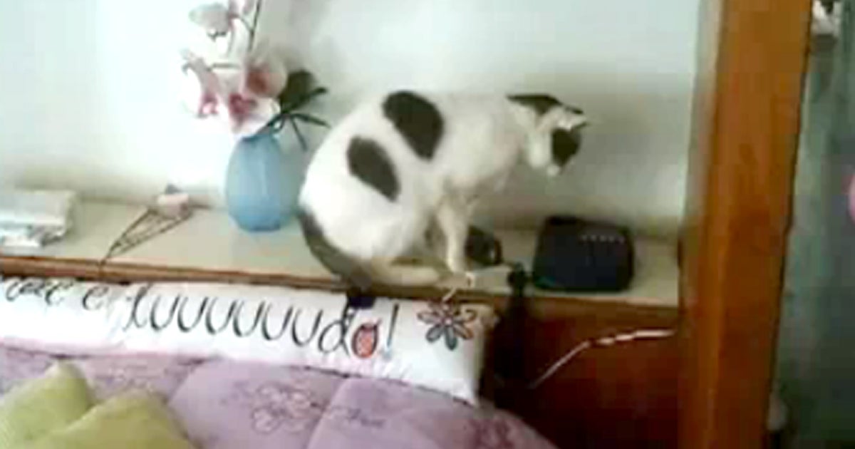 When a phone rings, this cat likes to answer it - CBS News