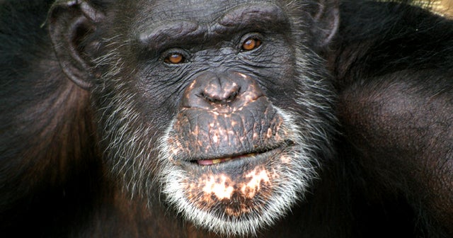 Don't assume that feces-tossing chimp's a dummy - CBS News