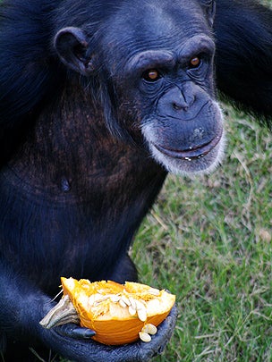 Chillaxin' chimps: 17 research apes enjoy their golden years