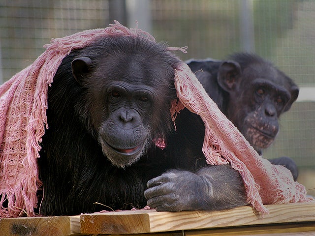 Chillaxin' chimps: 17 research apes enjoy their golden years