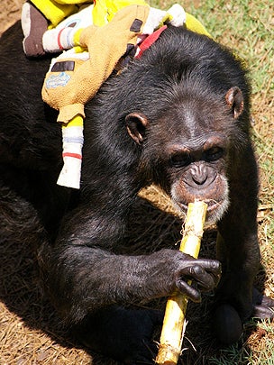 Chillaxin' chimps: 17 research apes enjoy their golden years