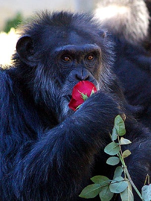 Chillaxin' chimps: 17 research apes enjoy their golden years